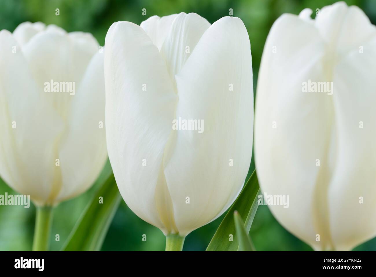 Tulipa 'Hakuun' Tulip Darwin Hybrid Group Stock Photo - Alamy