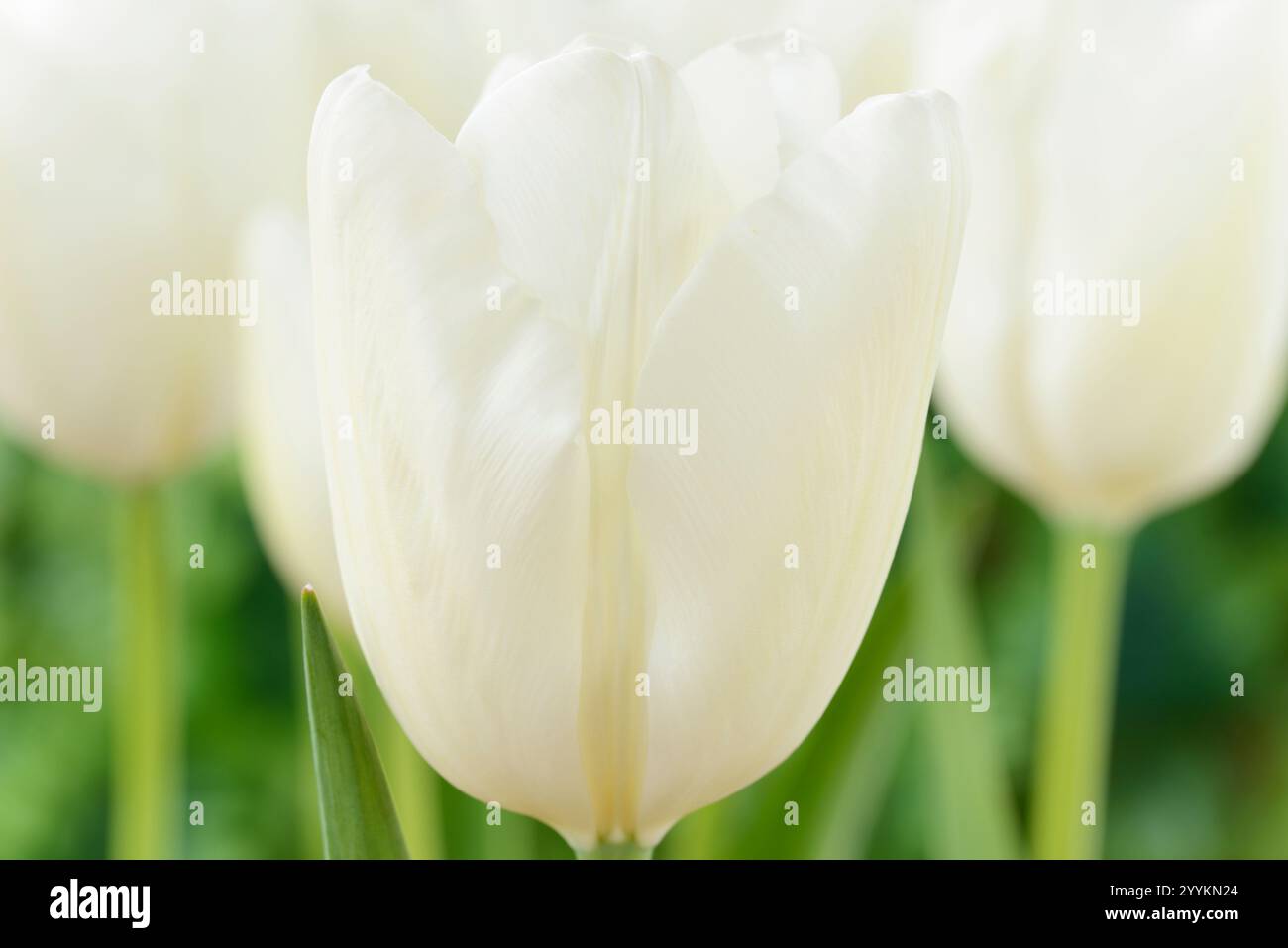 Tulipa 'Hakuun' Tulip Darwin Hybrid Group Stock Photo - Alamy