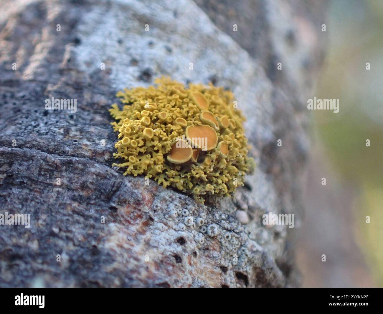 Pin-cushion Sunburst Lichen (Polycauliona polycarpa Stock Photo - Alamy
