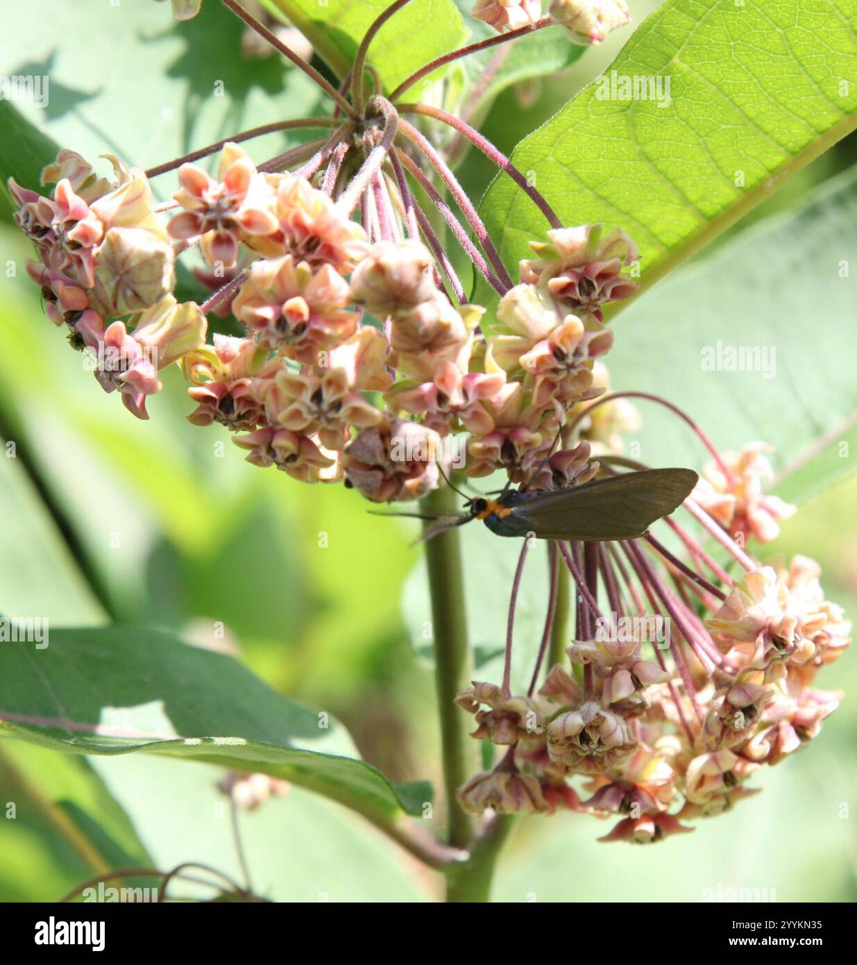 Virginia Ctenucha Moth (Ctenucha virginica Stock Photo - Alamy