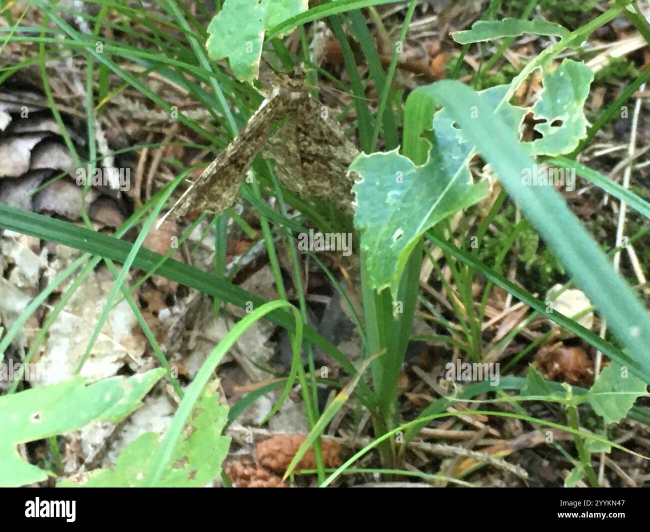 Pale-marked Angle (Macaria signaria Stock Photo - Alamy