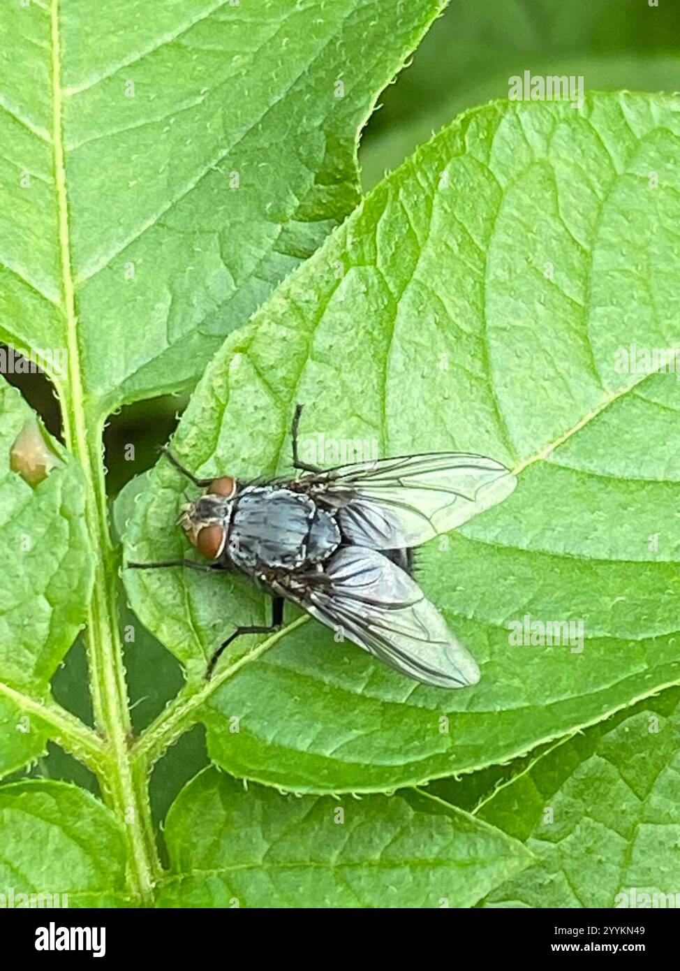 Bluebottle Flies (Calliphora Stock Photo - Alamy