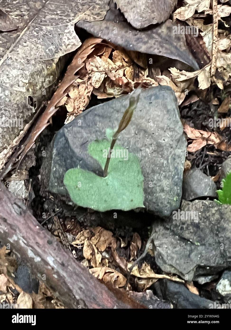 Pixie cap (Acianthus sinclairii Stock Photo - Alamy