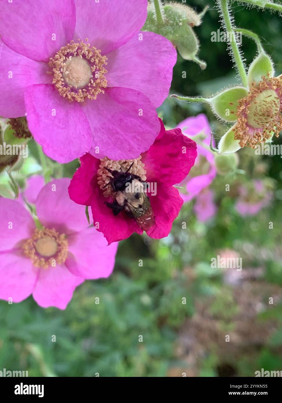Abrupt Digger Bee (Anthophora abrupta Stock Photo - Alamy