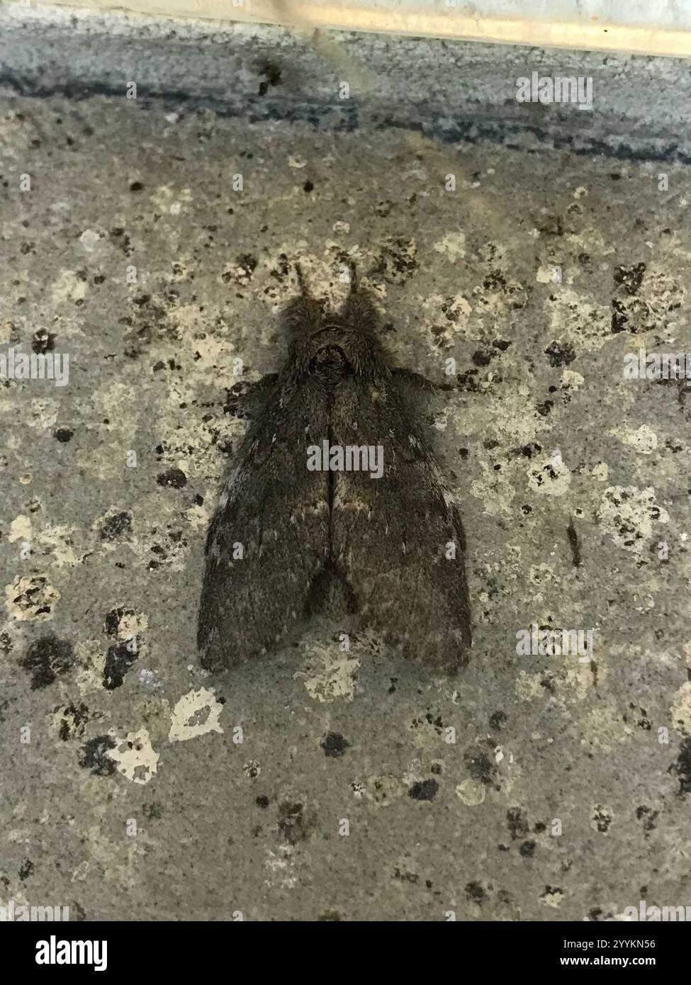 Angulose Prominent (Peridea angulosa Stock Photo - Alamy