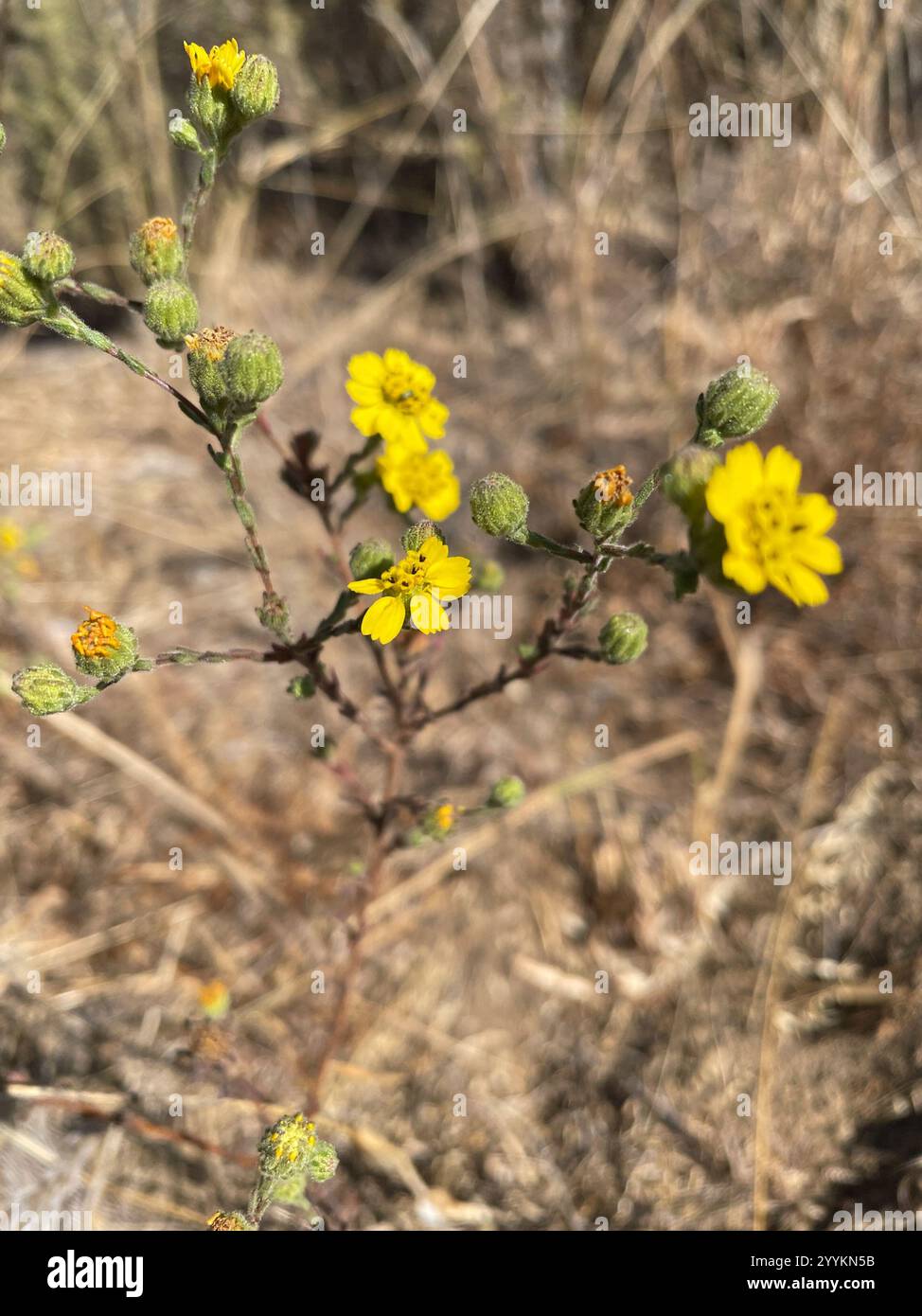 Deinandra increscens hi-res stock photography and images - Alamy