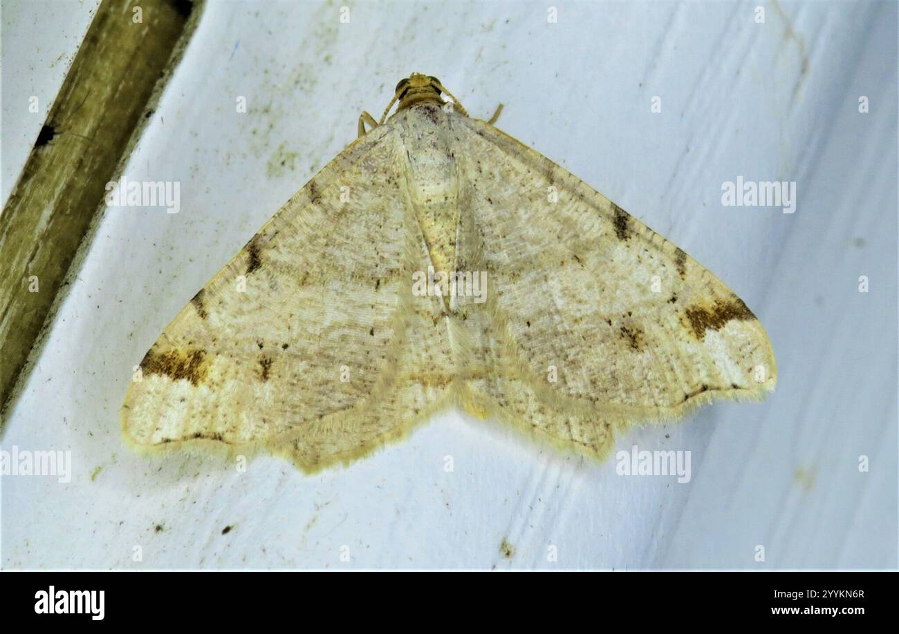 Red-headed Inchworm Moth (Macaria bisignata Stock Photo - Alamy