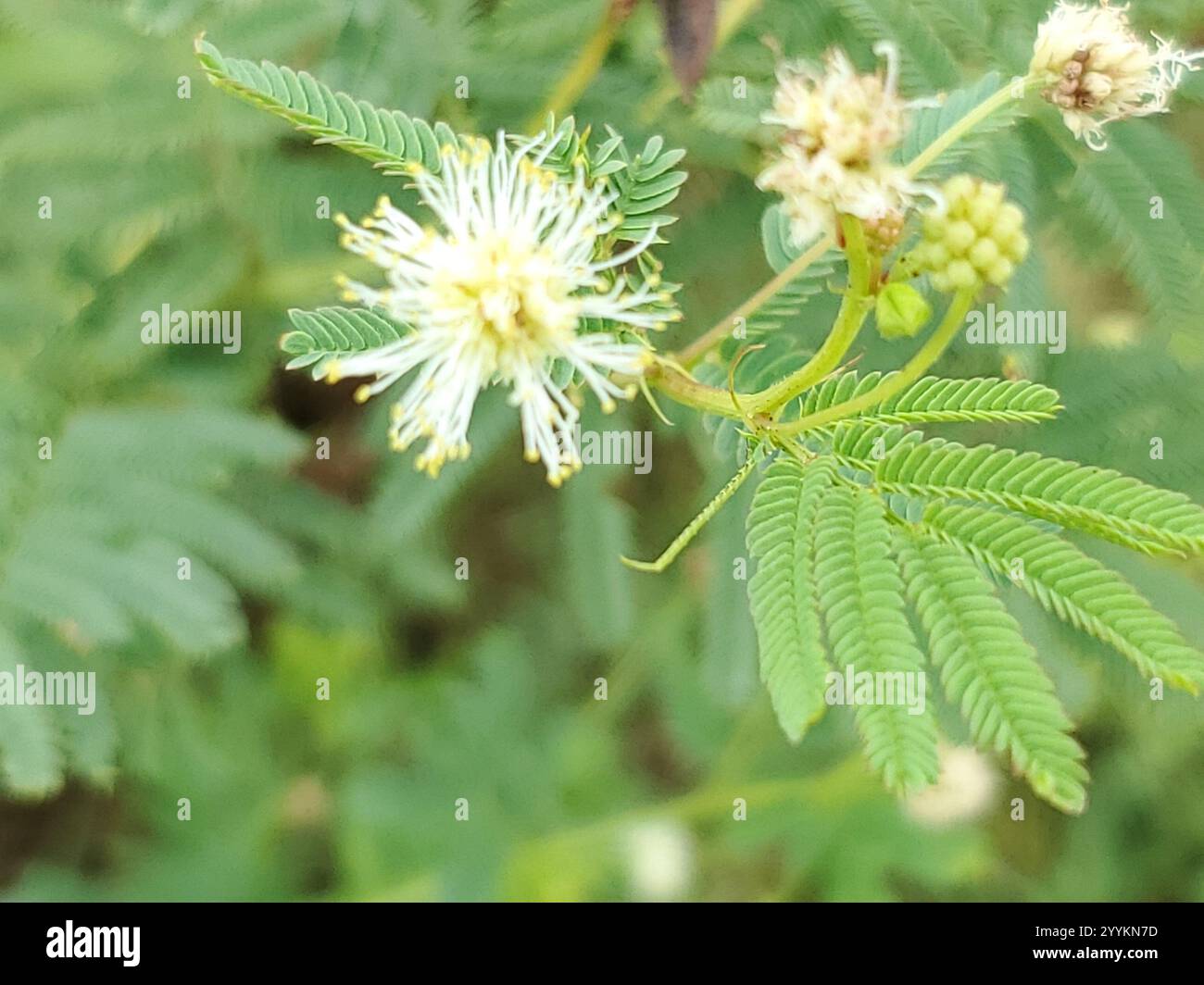 Illinois bundleflower (Desmanthus illinoensis Stock Photo - Alamy