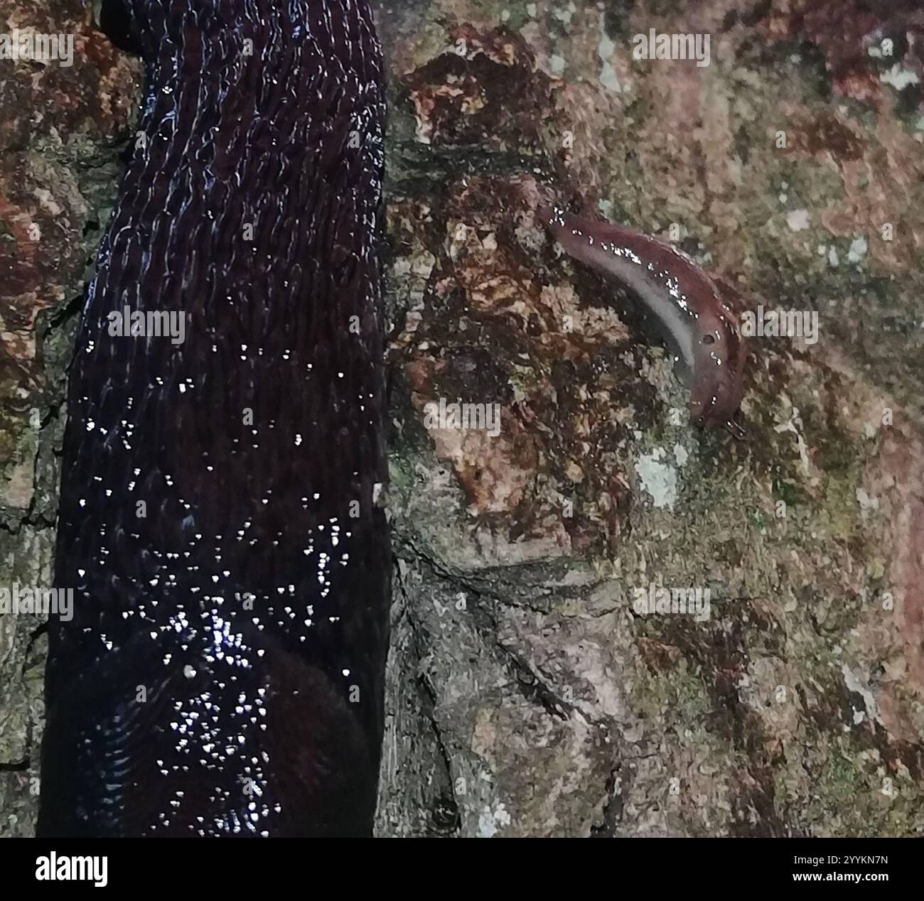 Tree slug (Lehmannia marginata Stock Photo - Alamy