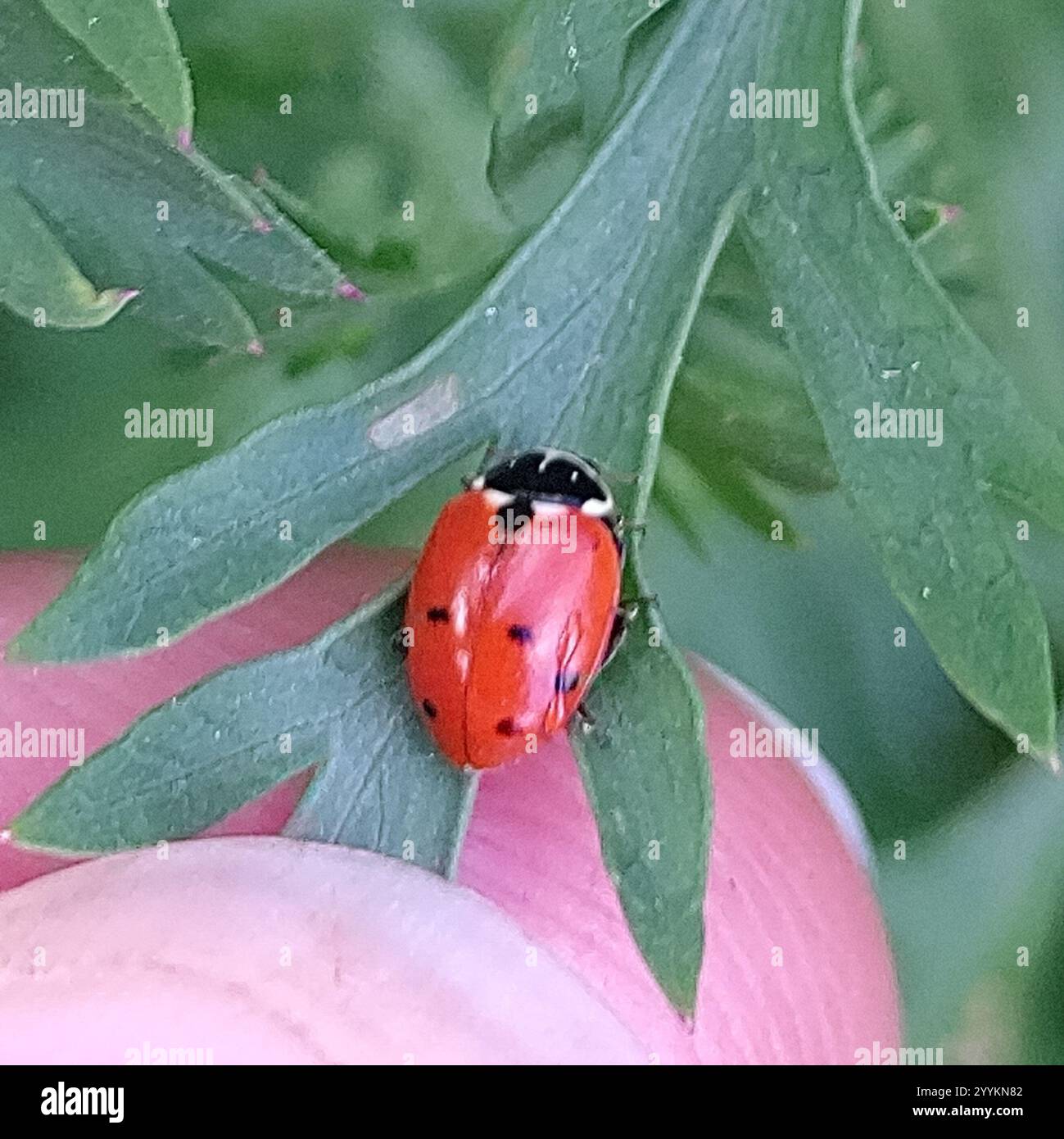 Variegated Lady Beetle (Hippodamia variegata Stock Photo - Alamy