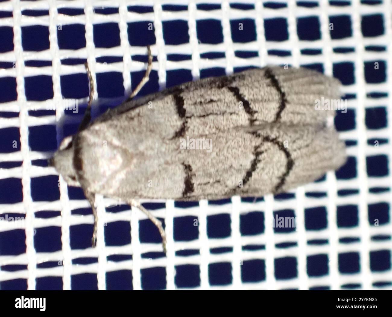 Timber Moths (Xyloryctidae Stock Photo - Alamy