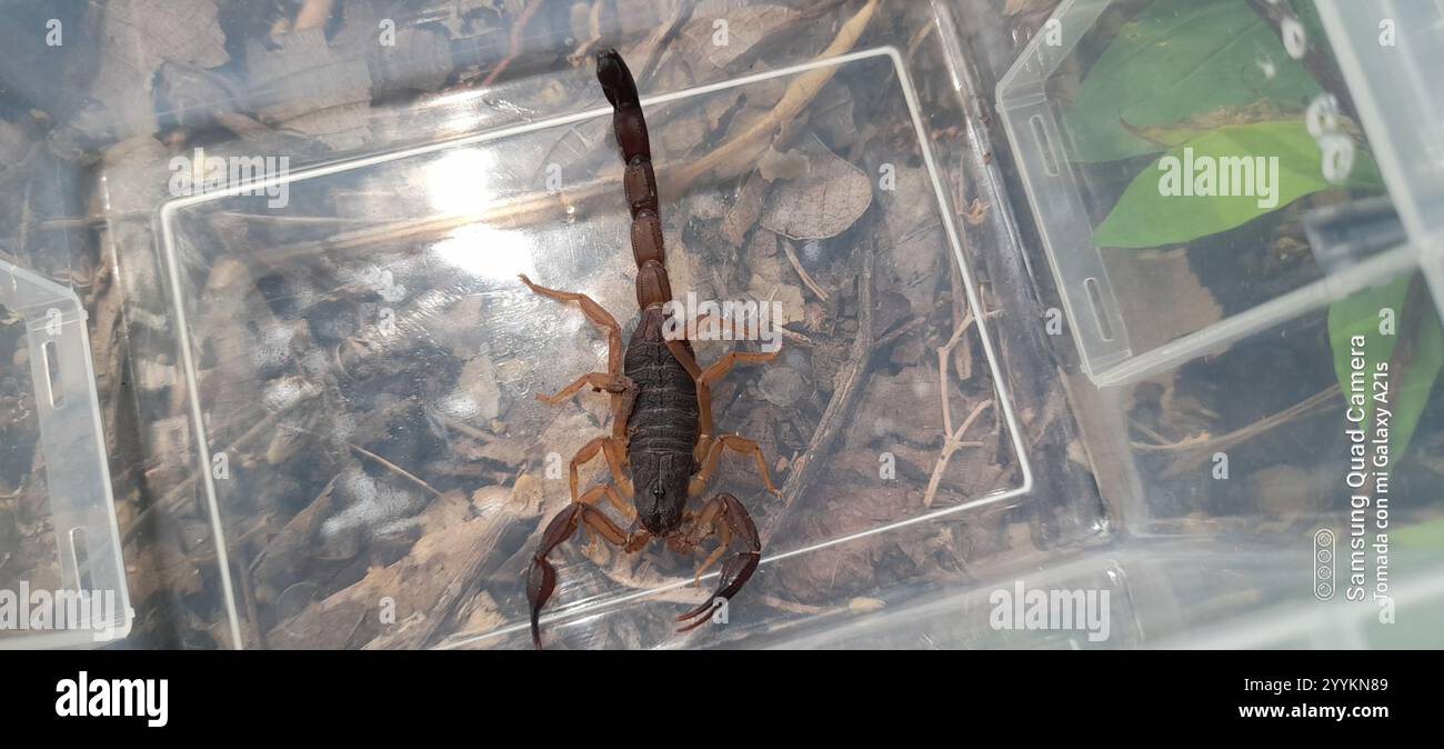 Slender Brown Scorpion (Centruroides gracilis Stock Photo - Alamy