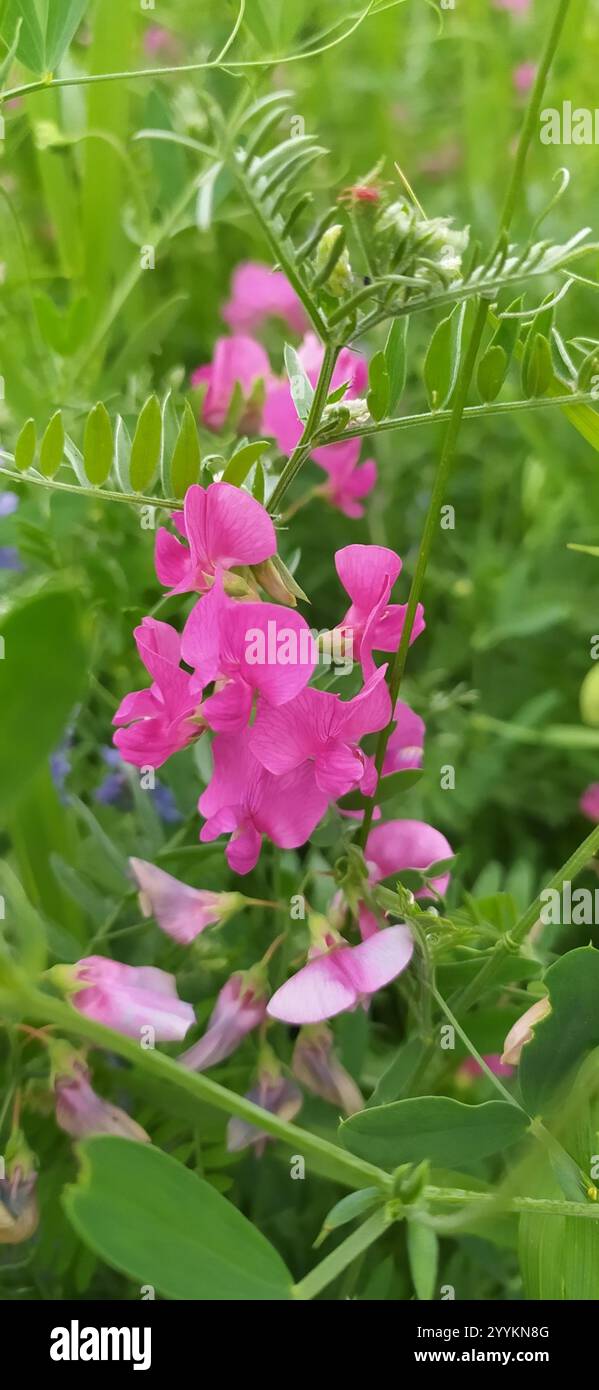 tuberous pea (Lathyrus tuberosus Stock Photo - Alamy