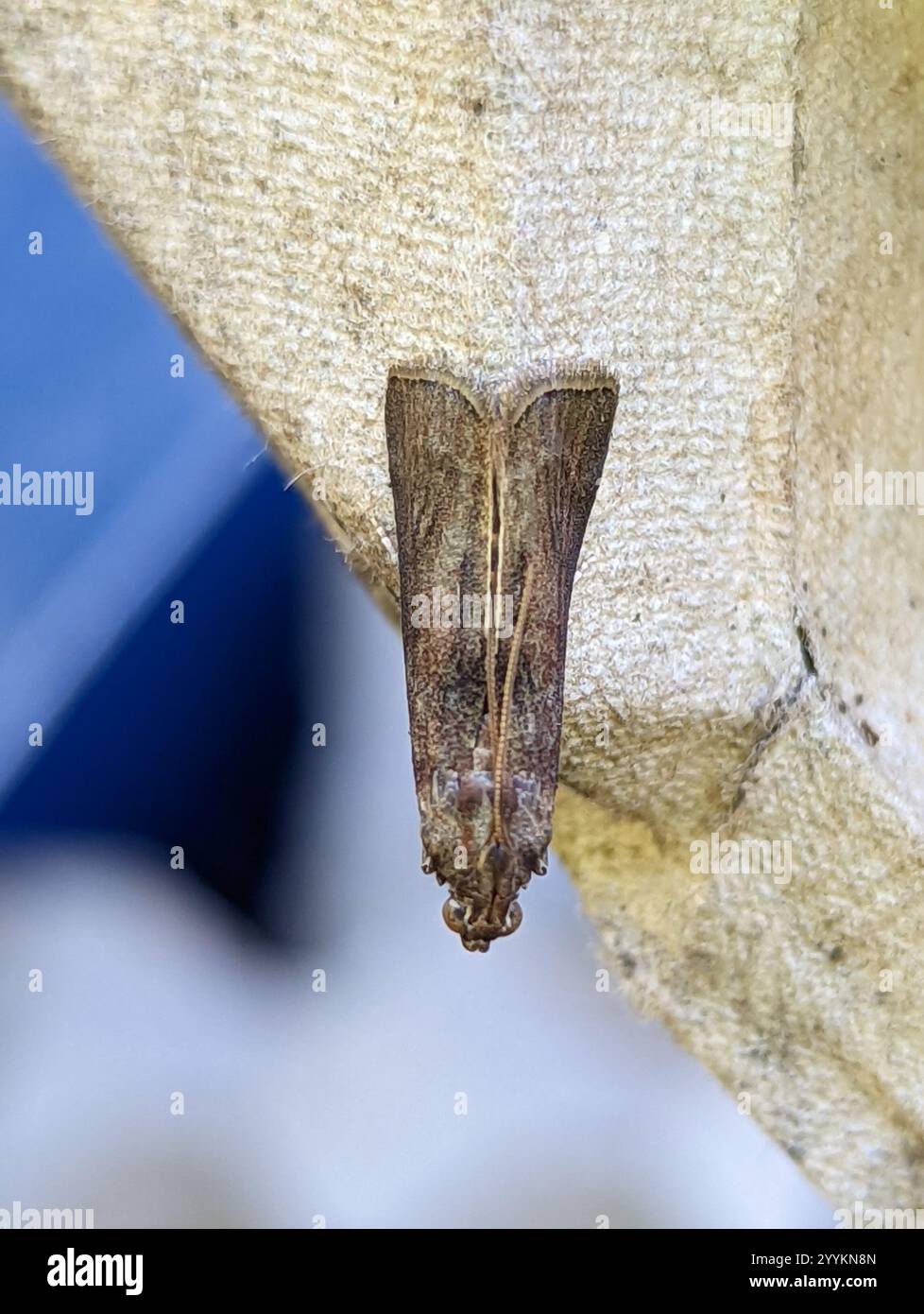 Dotted Oak Knot-horn (Phycita roborella Stock Photo - Alamy