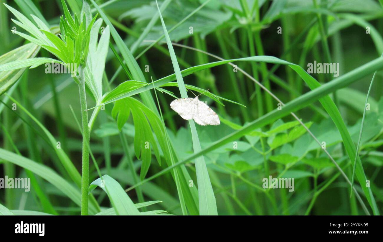 Grey birch moth hi-res stock photography and images - Alamy
