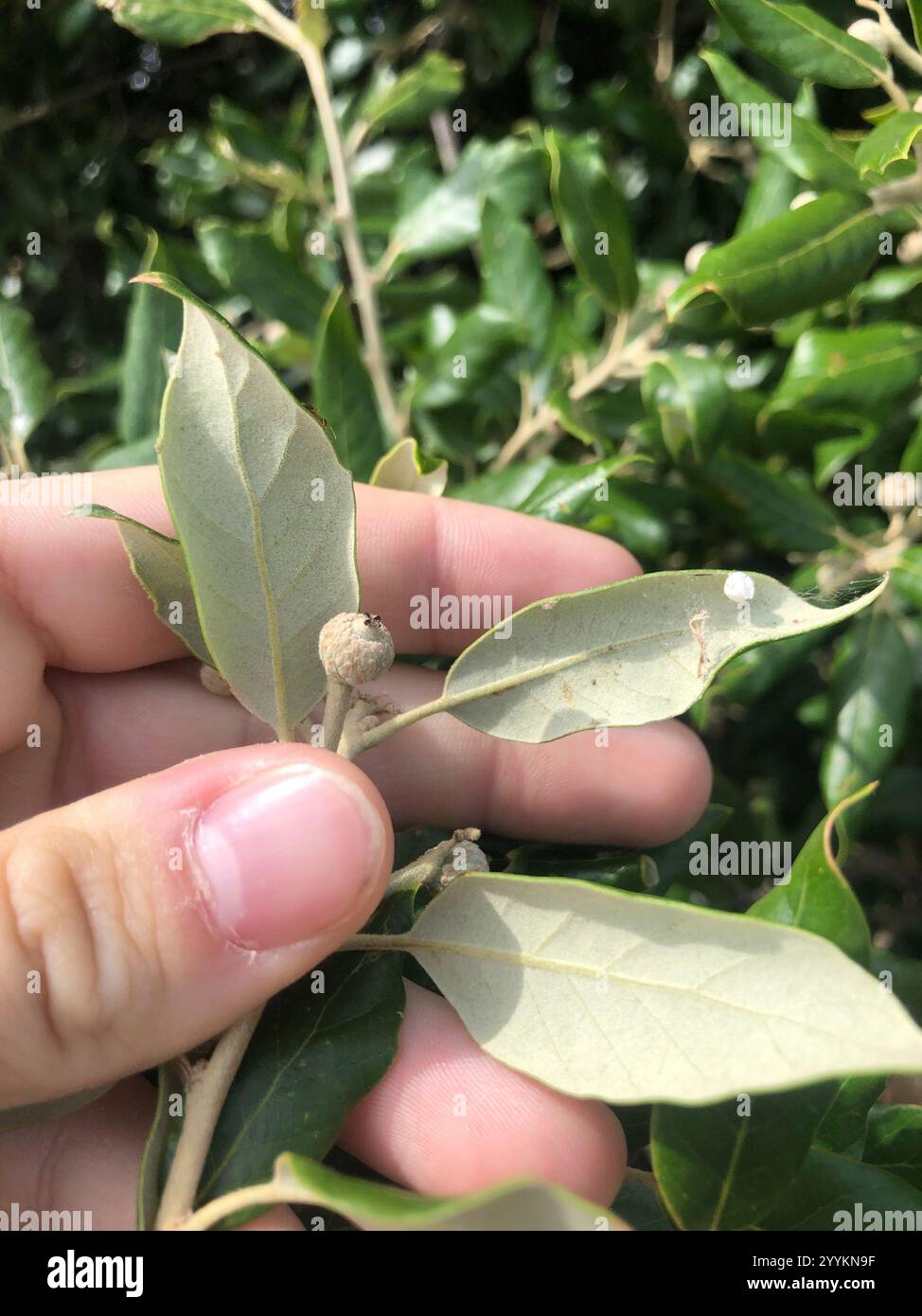 Holm oak (Quercus ilex Stock Photo - Alamy