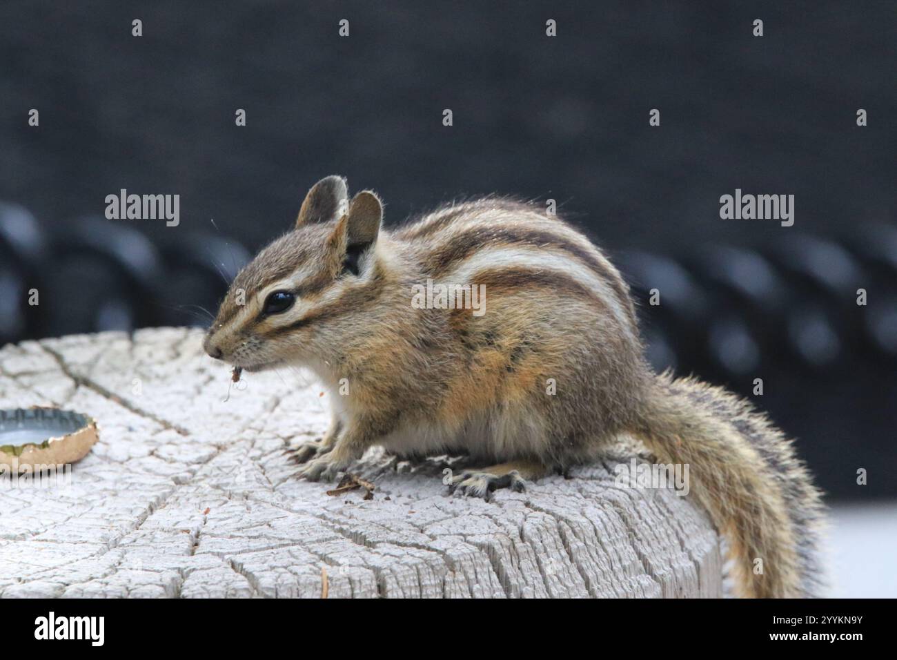 Western Chipmunks (Neotamias Stock Photo - Alamy