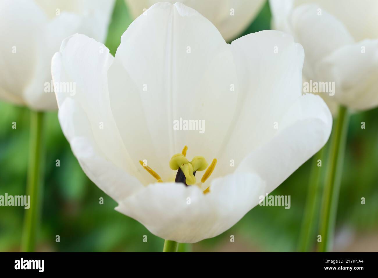 Tulipa 'Hakuun' Tulip Darwin Hybrid Group Stock Photo - Alamy
