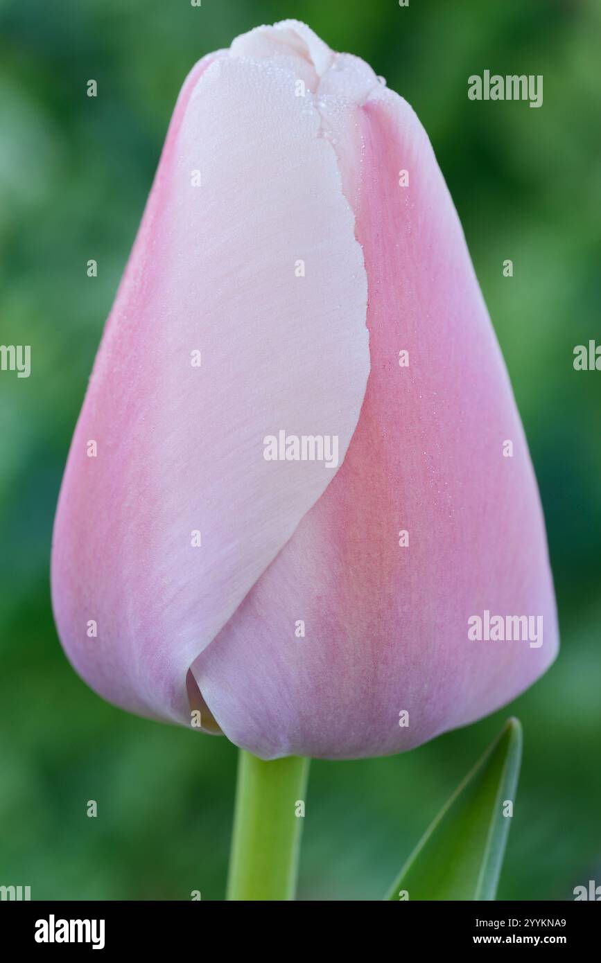 Tulipa 'Ollioules' AGM Tulip Darwin Hybrid Group Stock Photo - Alamy