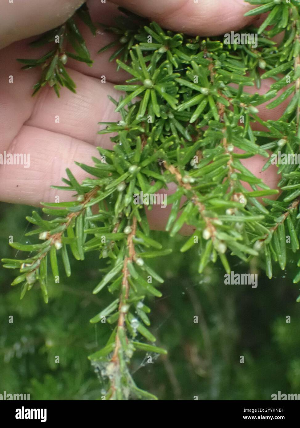 mountain hemlock (Tsuga mertensiana Stock Photo - Alamy