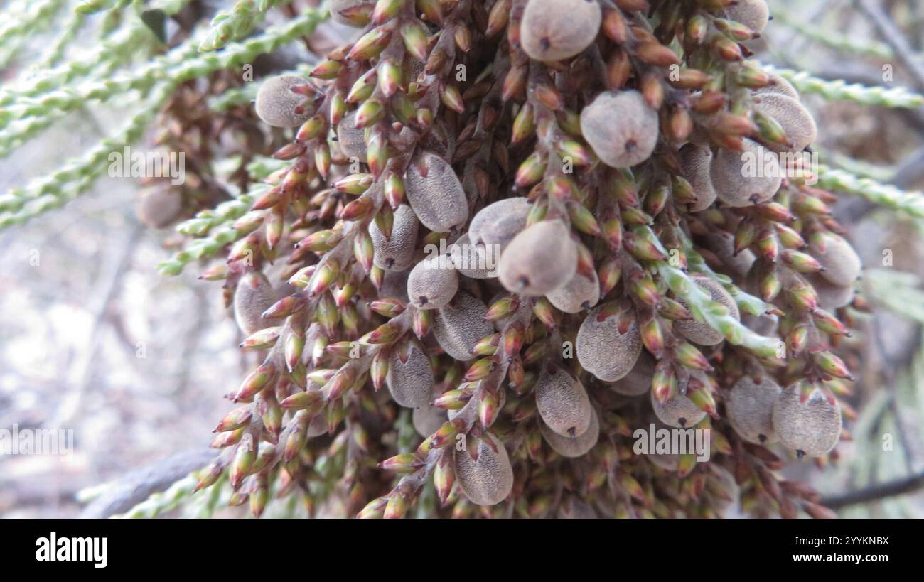 Australian native currant (Acrotriche depressa Stock Photo - Alamy