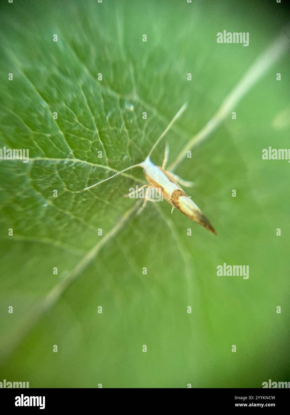 Pruniella hi-res stock photography and images - Alamy