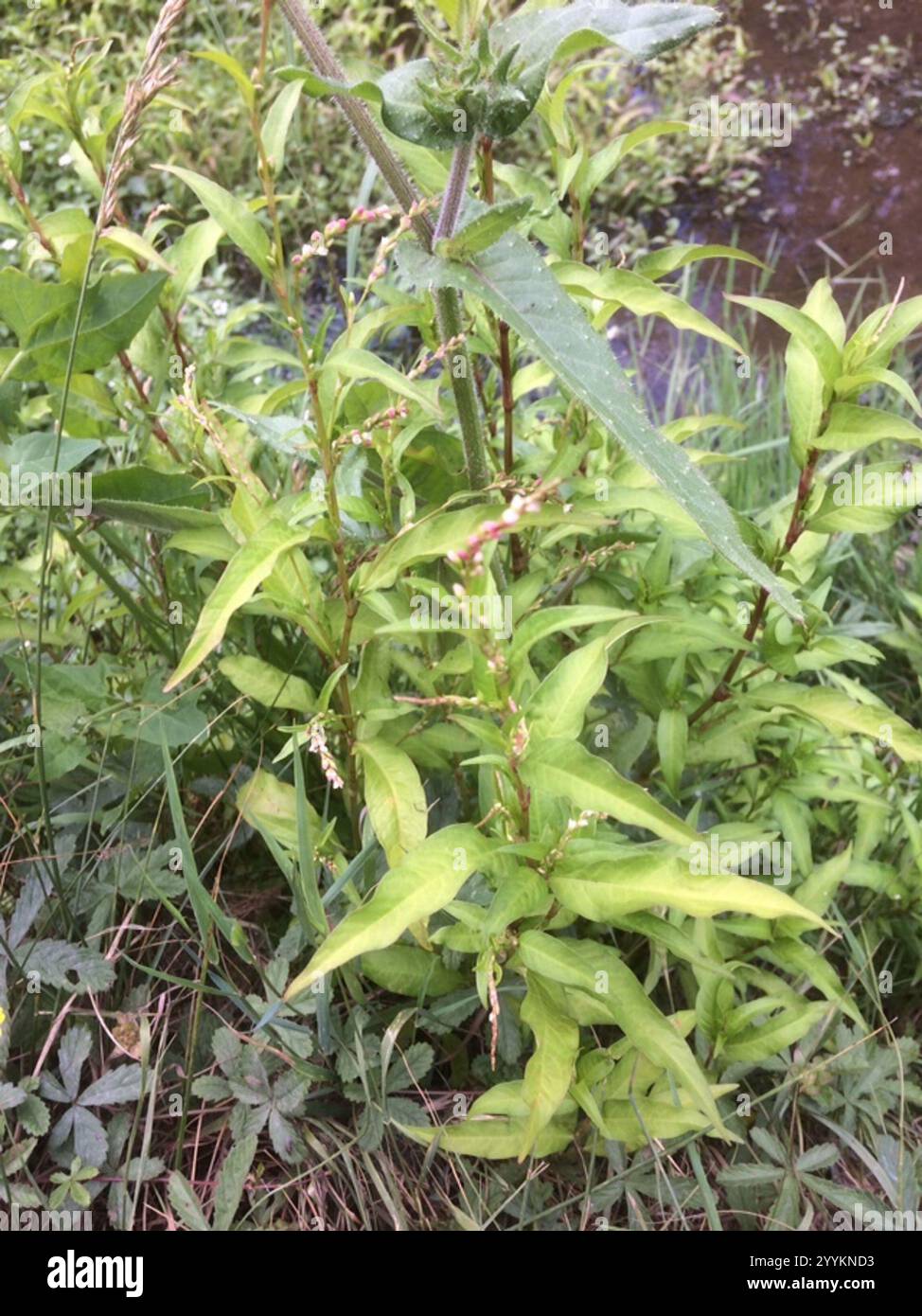 waterpepper (Persicaria hydropiper Stock Photo - Alamy