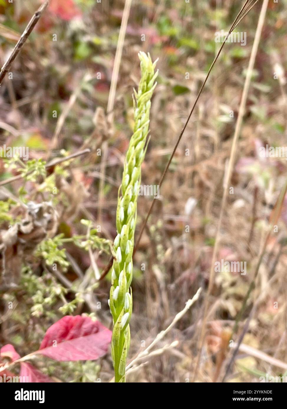 Elegant piperia hi-res stock photography and images - Alamy