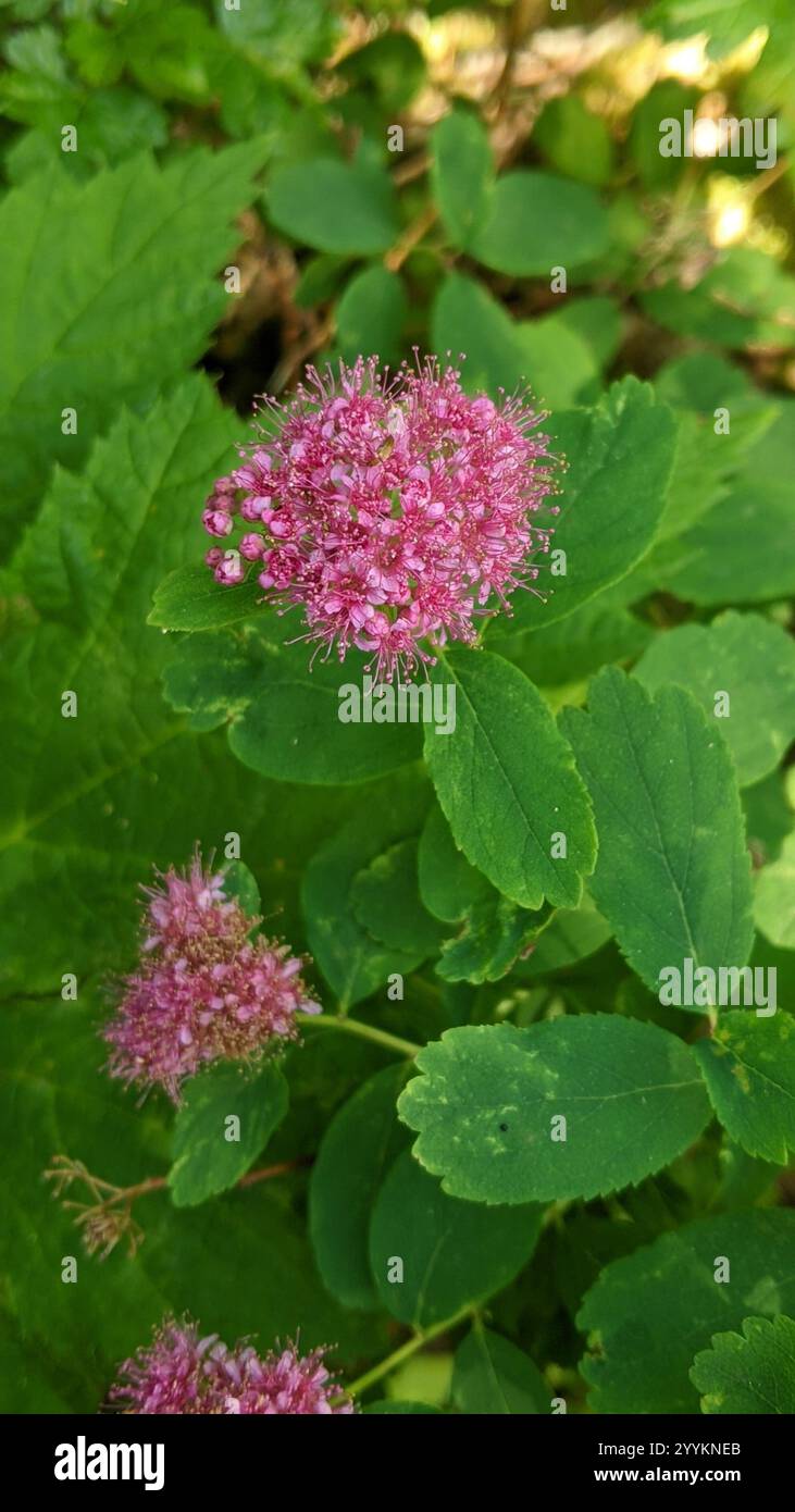 Mountain Spirea (Spiraea splendens Stock Photo - Alamy