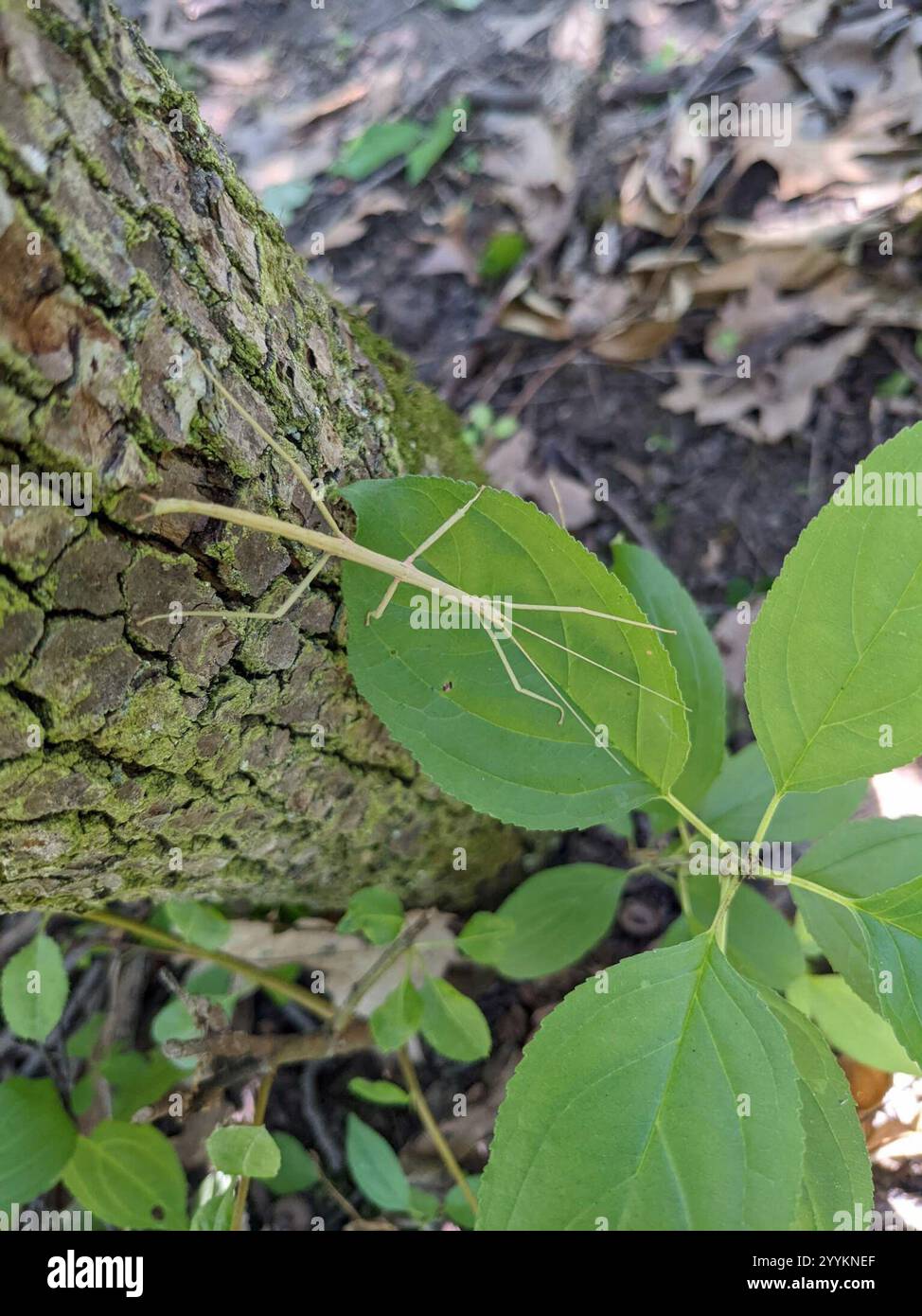 Northern Walkingstick Diapheromera Femorata Stock Photo Alamy