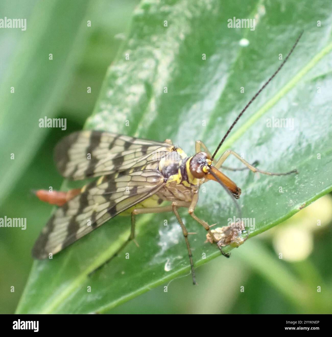 Meadow Scorpionfly (Panorpa vulgaris Stock Photo - Alamy