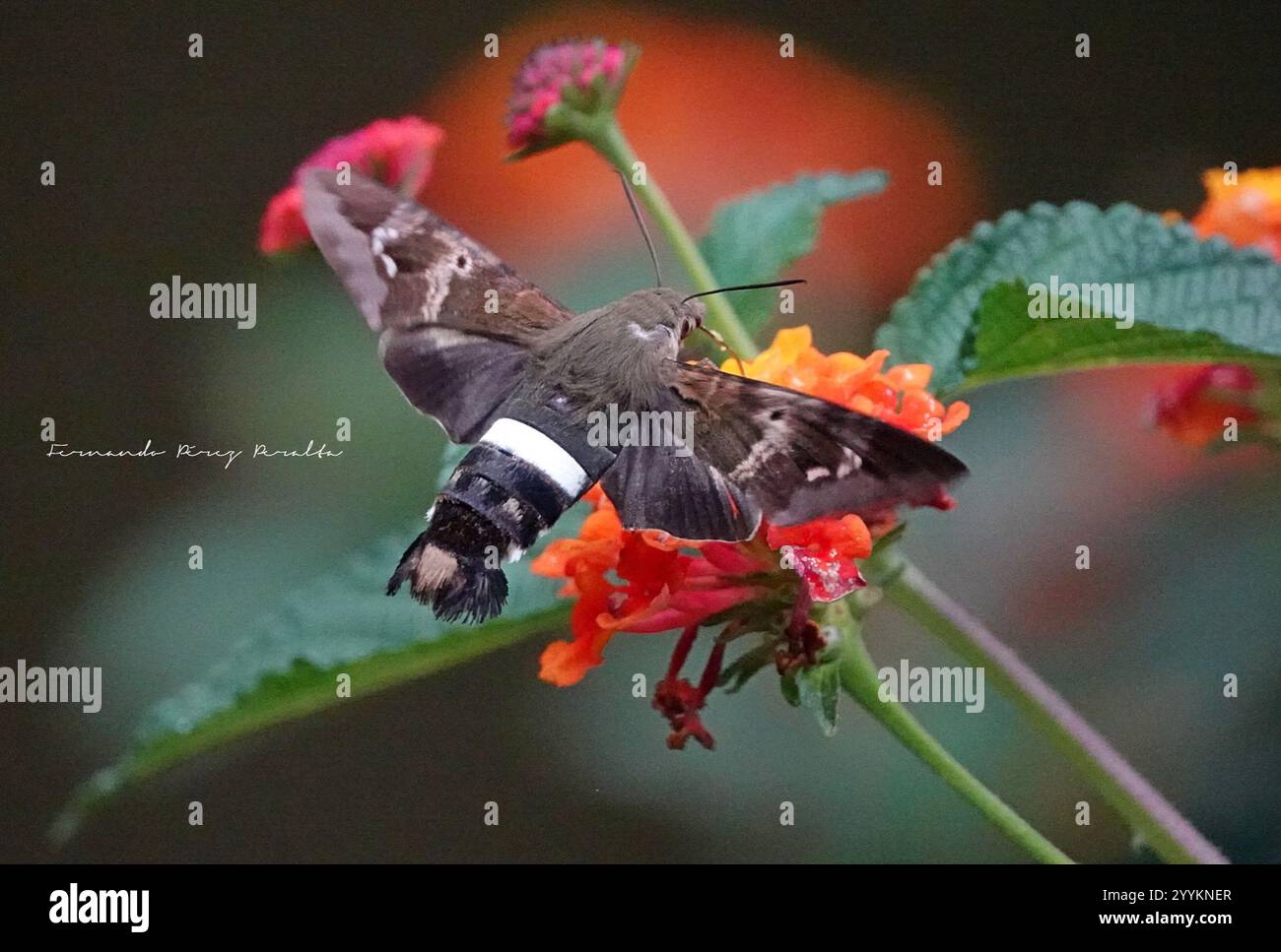 Clavipes Sphinx (Aellopos clavipes Stock Photo - Alamy