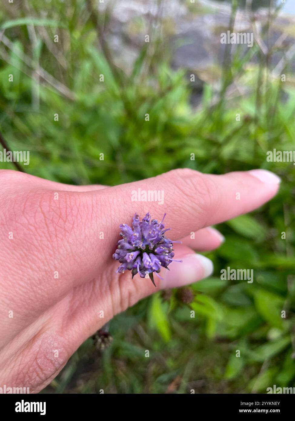 Devil's-bit Scabious (Succisa pratensis Stock Photo - Alamy