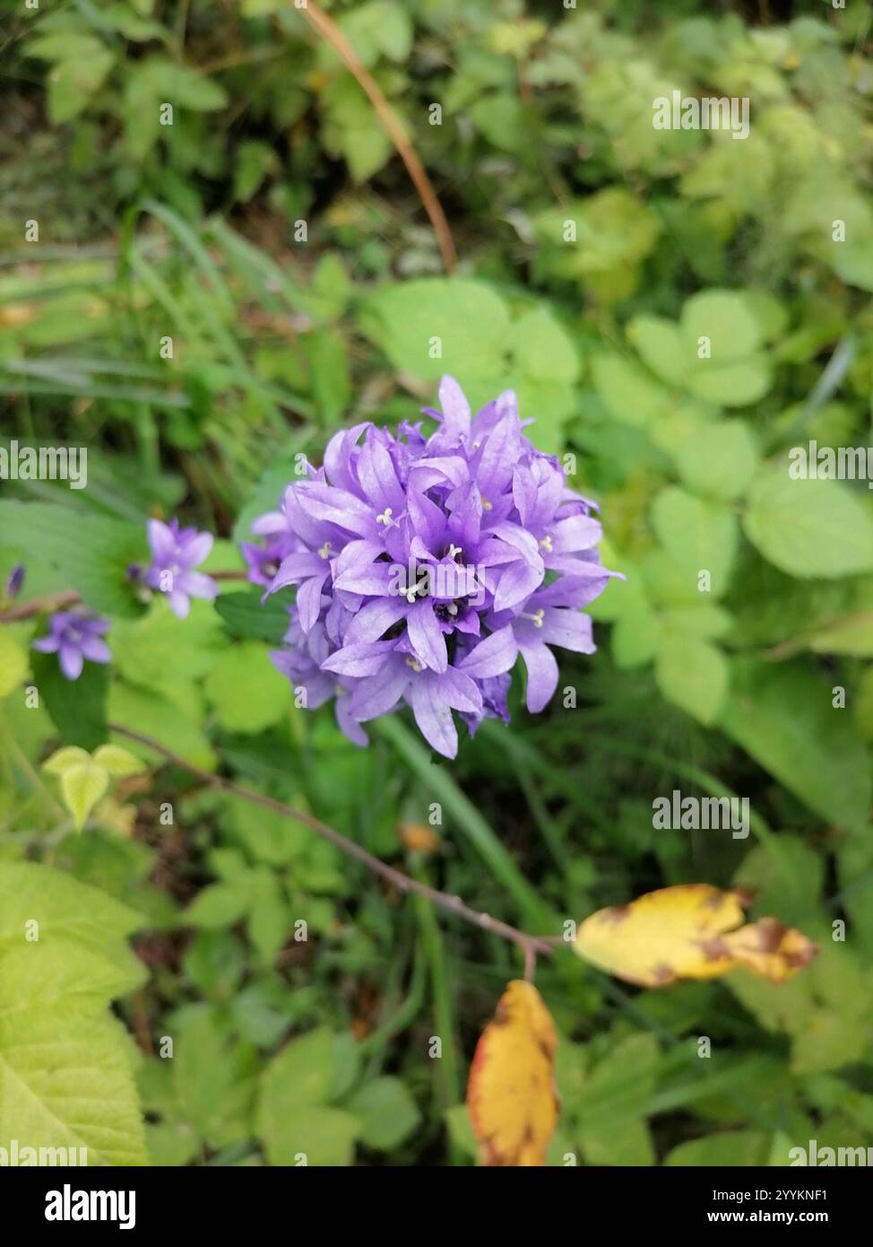 clustered bellflower (Campanula glomerata Stock Photo - Alamy