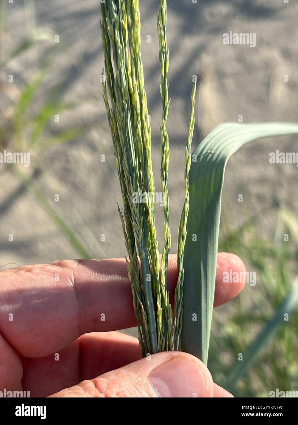 Bitter Panicgrass (Panicum amarum Stock Photo - Alamy