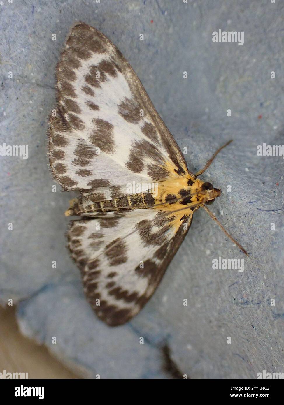 Small Magpie (Anania hortulata Stock Photo - Alamy