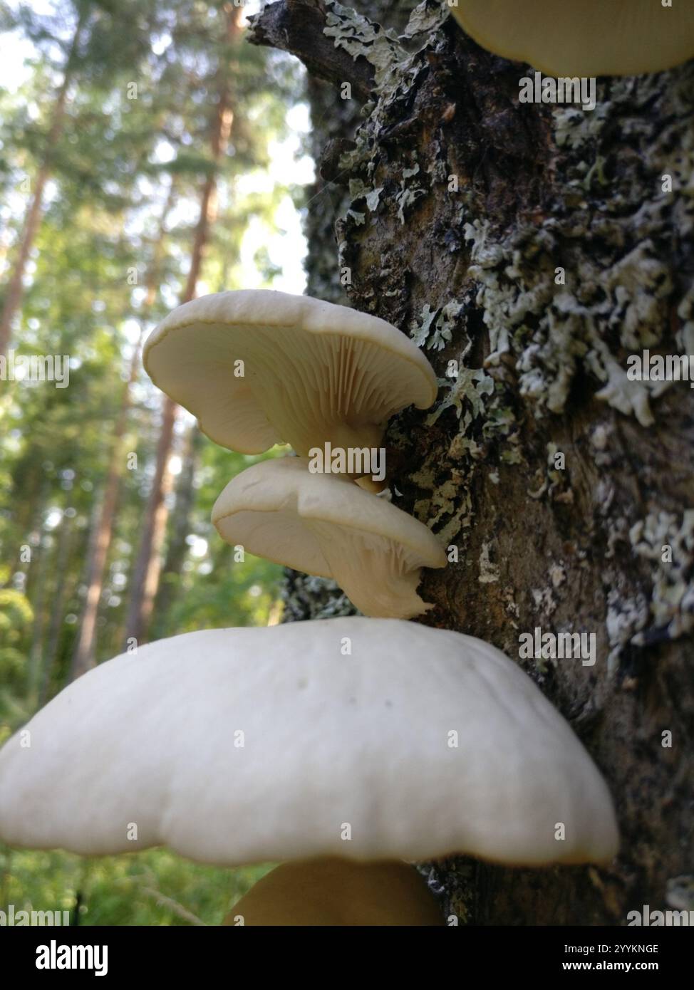 pale oyster (Pleurotus pulmonarius Stock Photo - Alamy