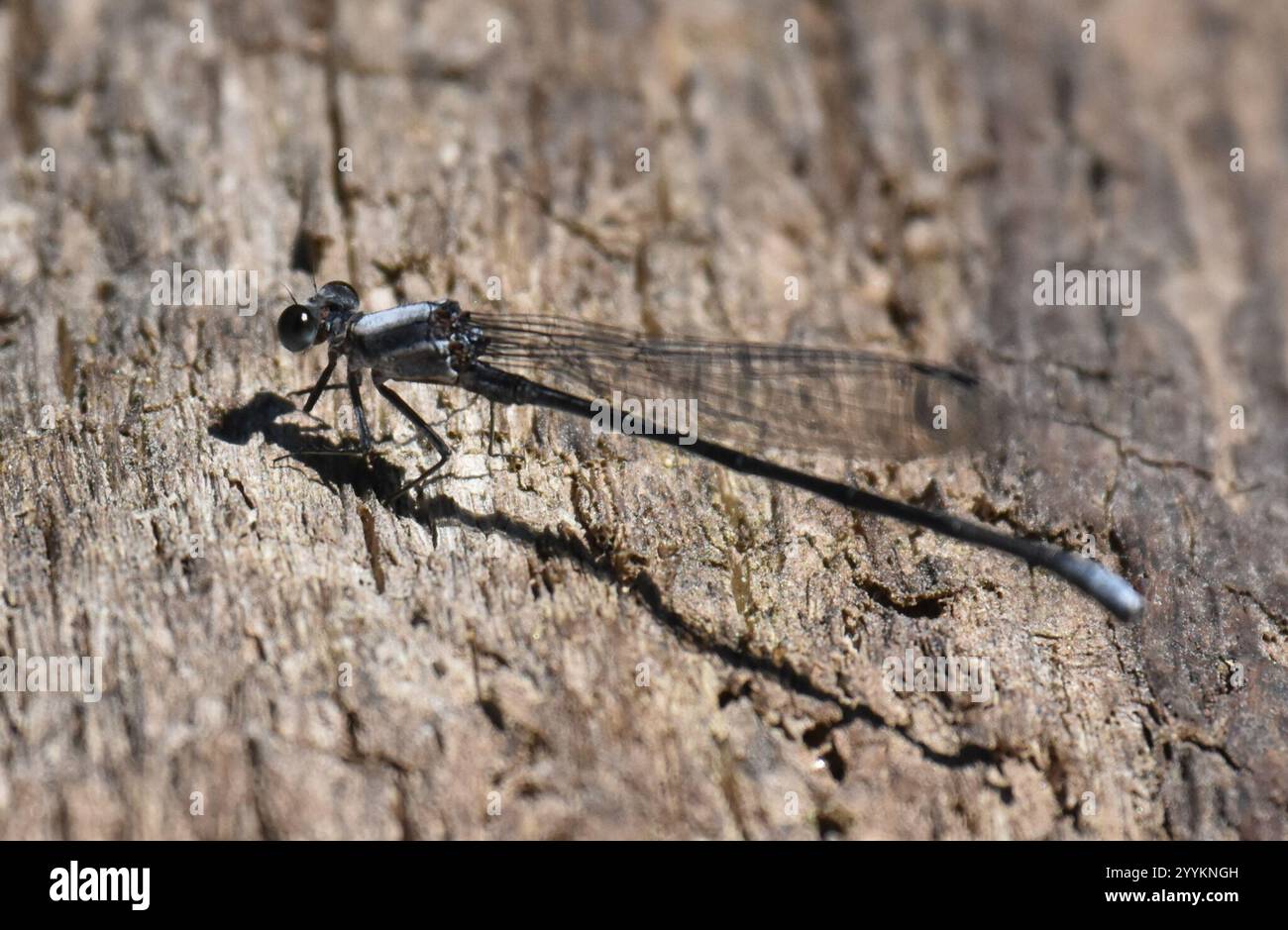 Powdered Dancer (Argia moesta Stock Photo - Alamy