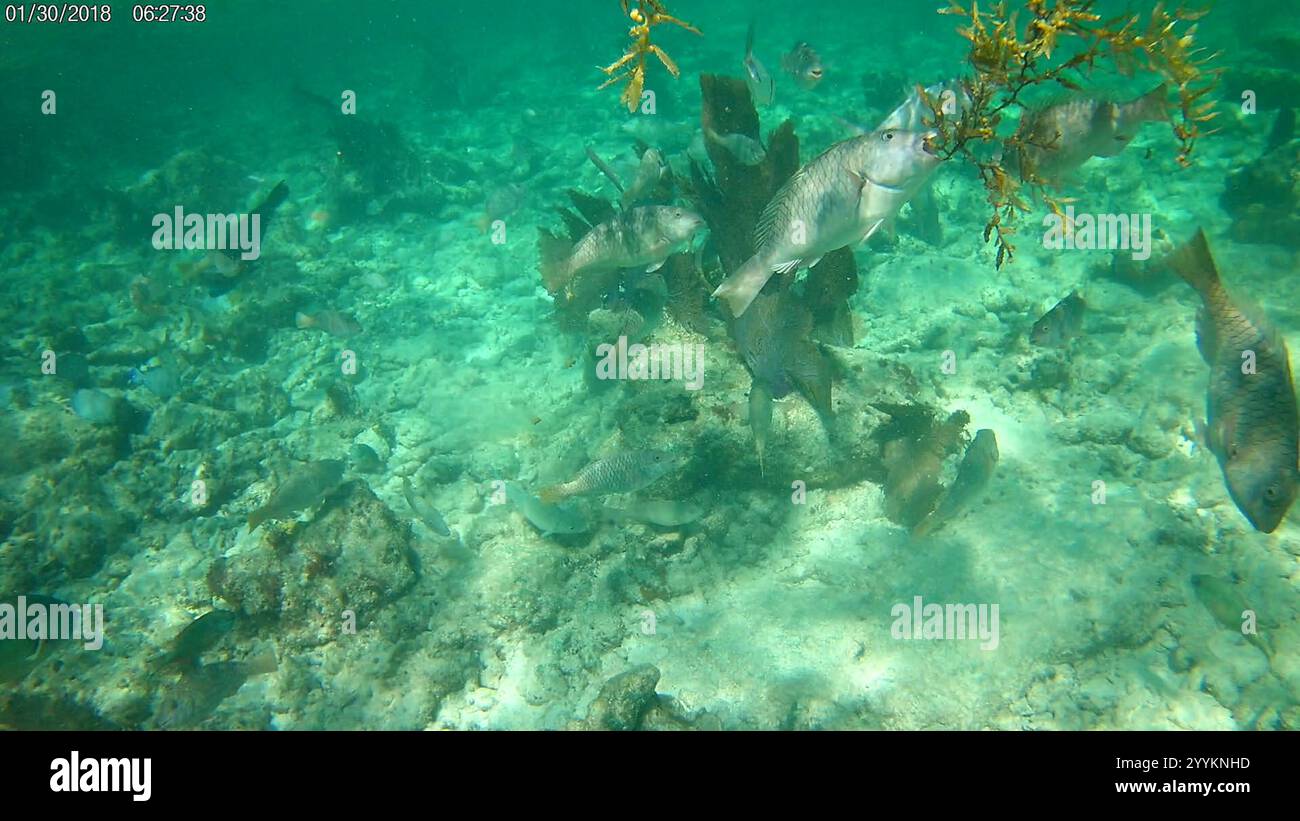 Yellowtail Parrotfish (Sparisoma rubripinne Stock Photo - Alamy