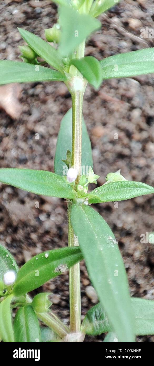 Old World Diamond Flower (Oldenlandia corymbosa Stock Photo - Alamy