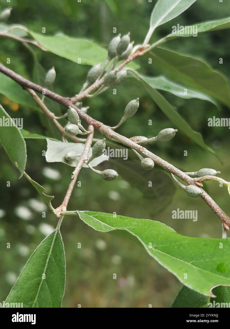 autumn olive (Elaeagnus umbellata Stock Photo - Alamy