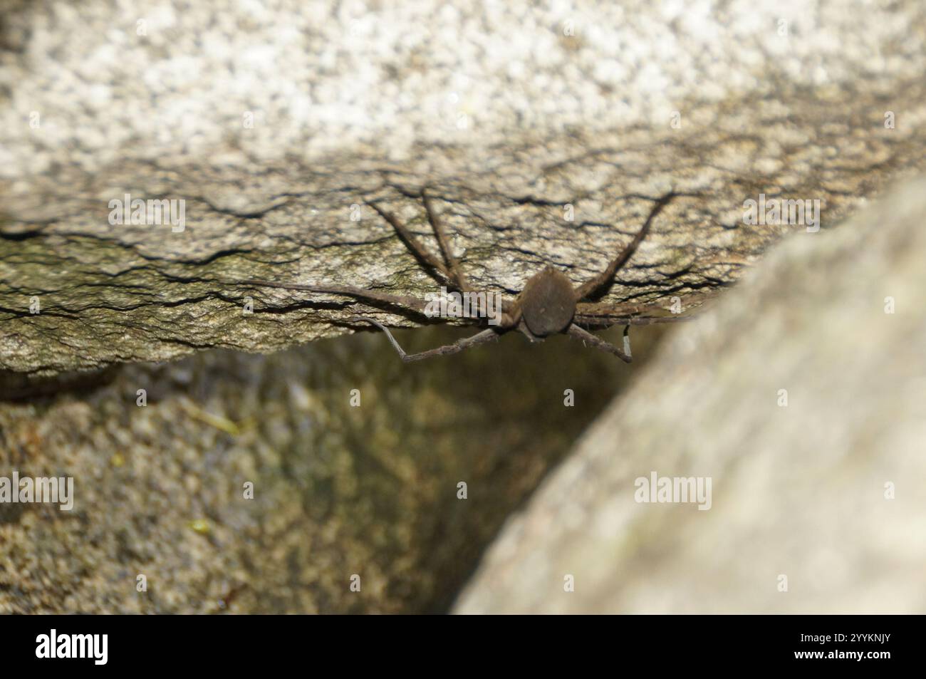 Giant water spider (Megadolomedes trux Stock Photo - Alamy