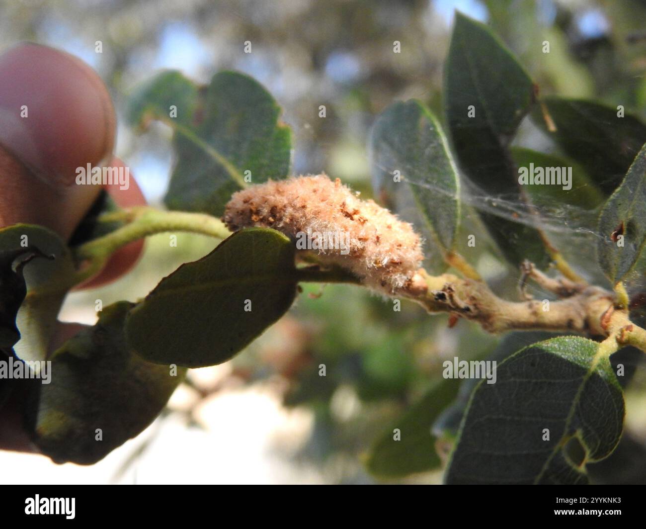 Melanoderma hi-res stock photography and images - Alamy