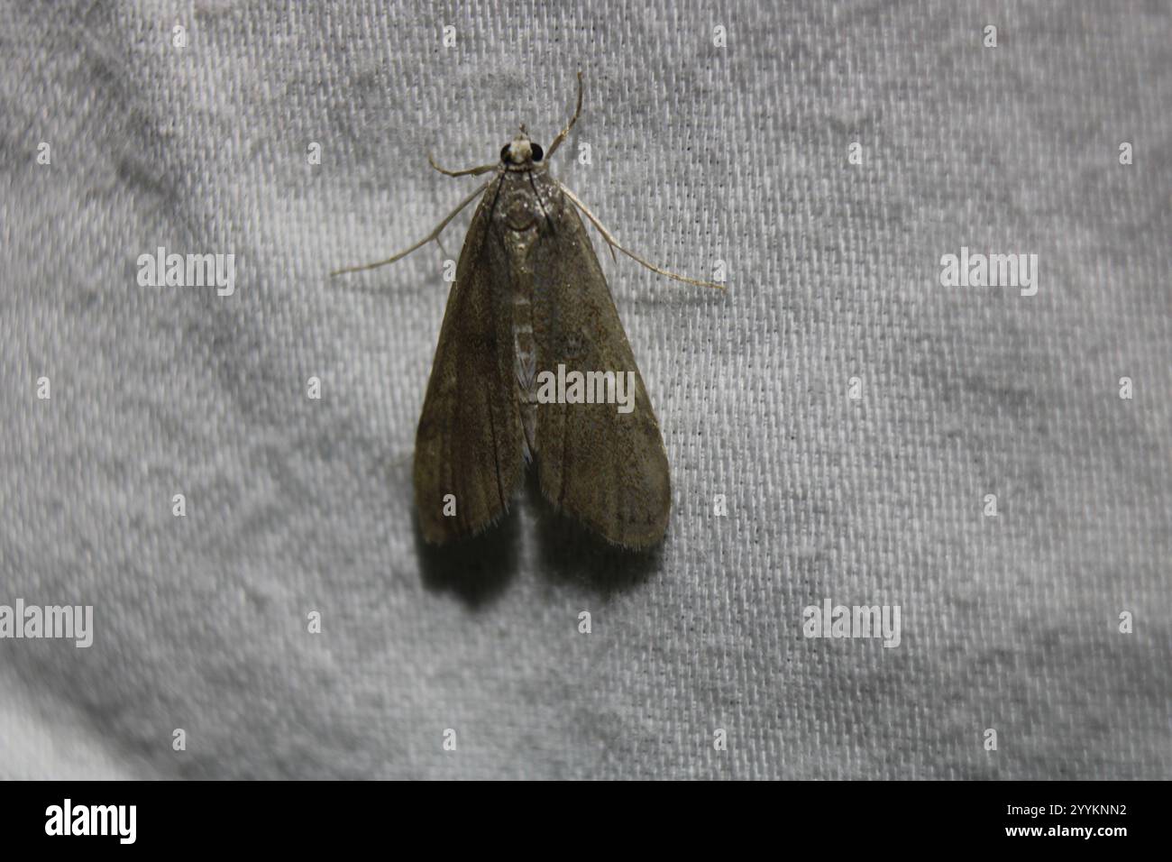Polymorphic Pondweed Moth (Parapoynx maculalis Stock Photo - Alamy