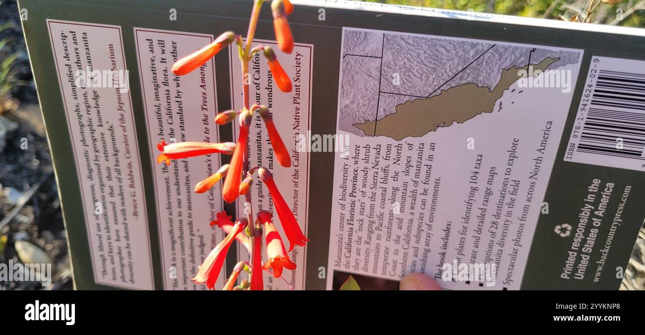 scarlet bugler (Penstemon centranthifolius Stock Photo - Alamy