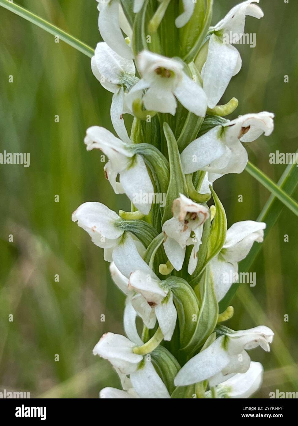 white bog orchid (Platanthera dilatata Stock Photo - Alamy