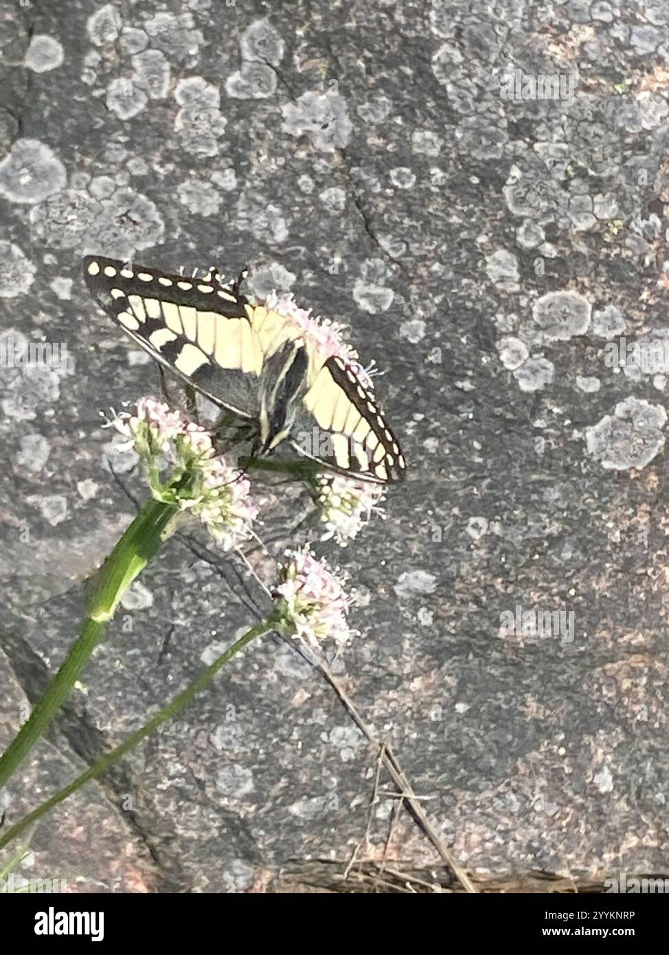 Old World Swallowtail (Papilio machaon Stock Photo - Alamy