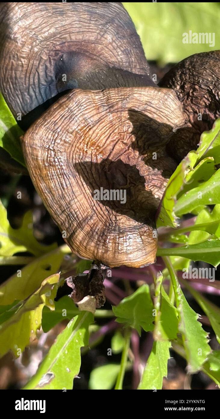 Banded Mottlegill (Panaeolus cinctulus Stock Photo - Alamy