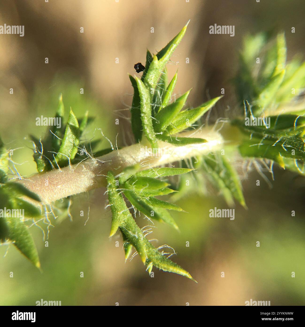 Common Spikeweed (Centromadia pungens pungens Stock Photo - Alamy