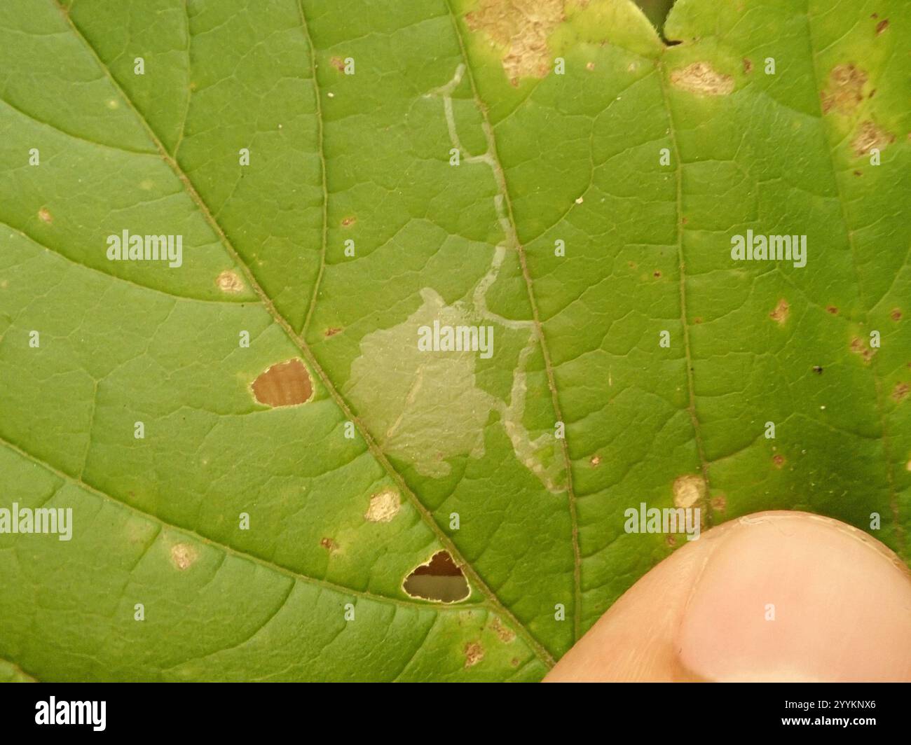 Boxelder Leafroller Moth (Caloptilia negundella Stock Photo - Alamy